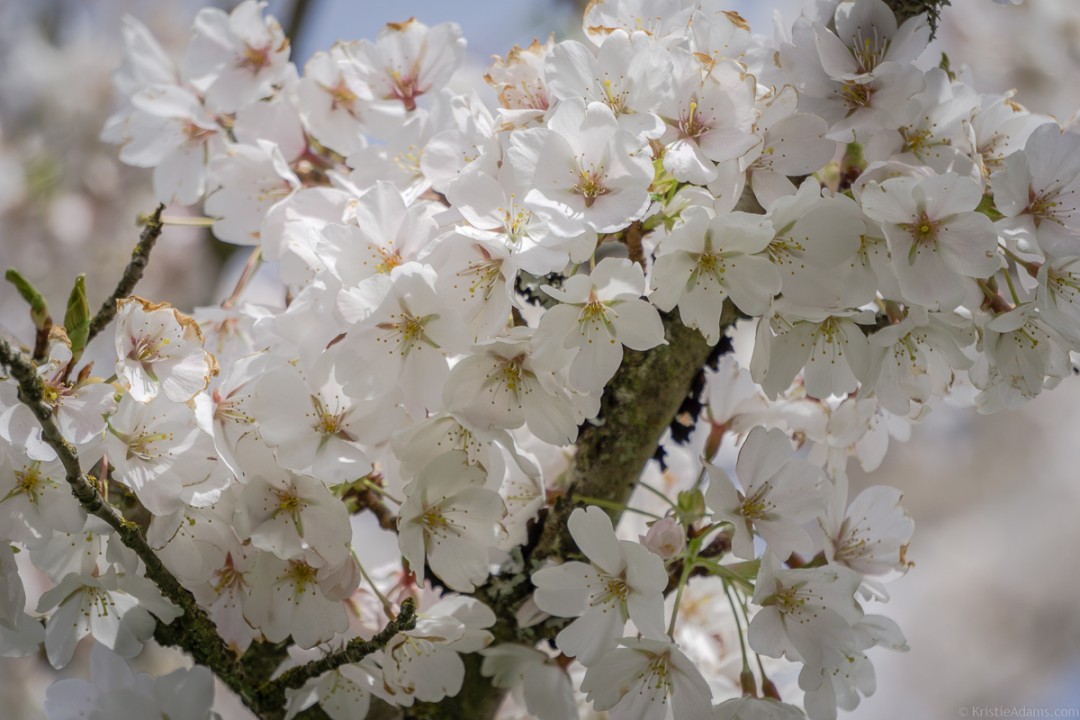 Sunny Pacific Northwest -Mount Rainier, Olympics, cherry blossoms